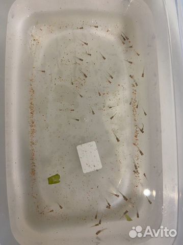 Мальки гуппи