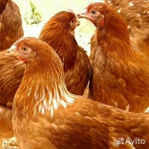 Продаются курицы породы Ломан Браун