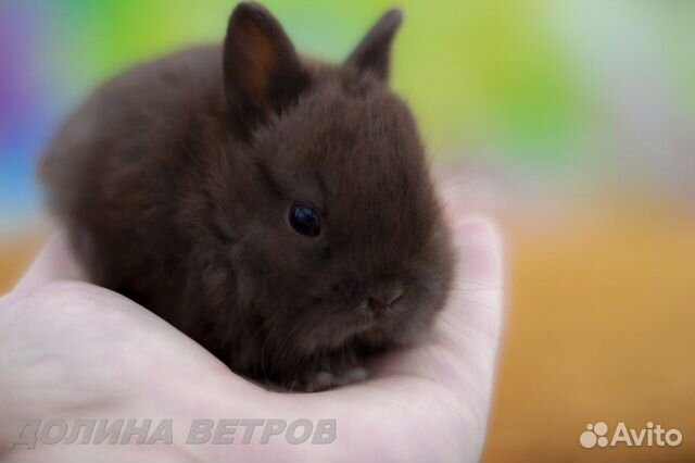 Мальчик минор кролик 100 граммов