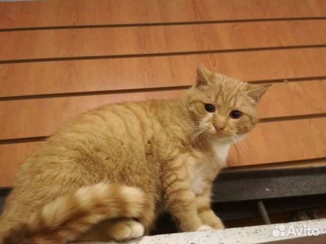 Рыжий кот 7 месяцев