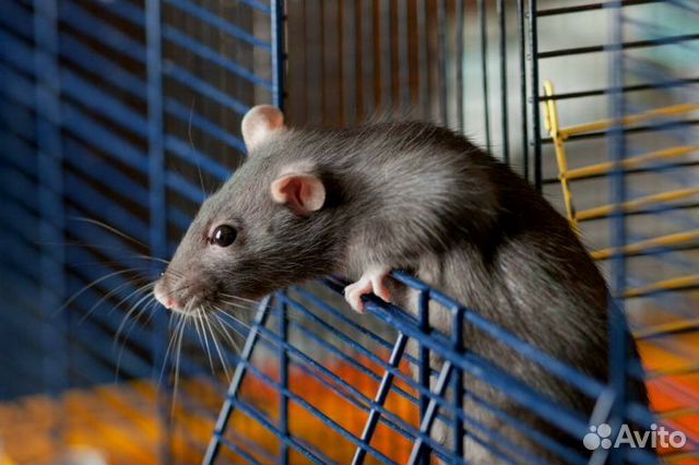 Крысы 2 брата ищут дом