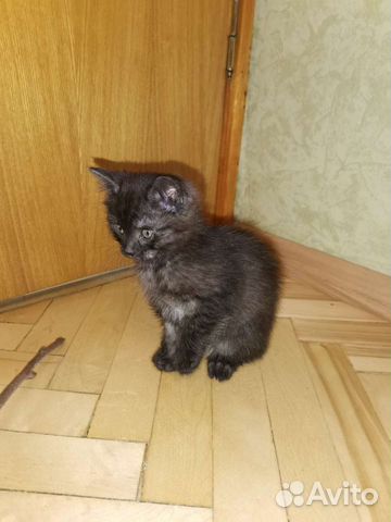 Котята в добрые руки, девочка