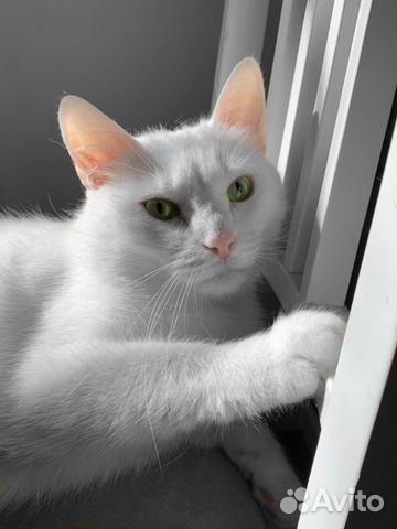 Кошечка Белка