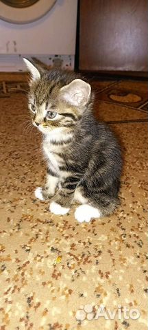 Шотландский котёнок с окрасом