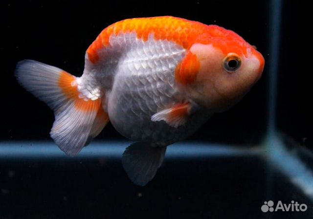 Рыбки ранчу красно-белый