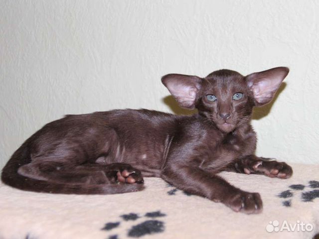 Шикарный кот