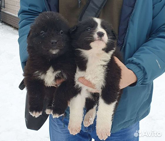 Собака в добрые руки щенки