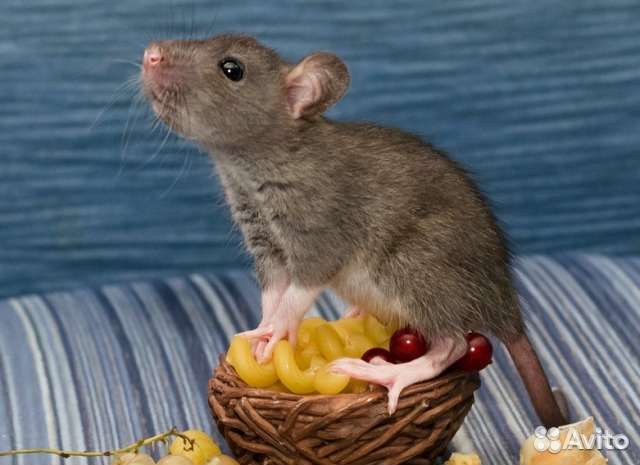 Крысята-агутята