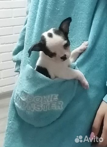 Продаются щенки чихуахуа