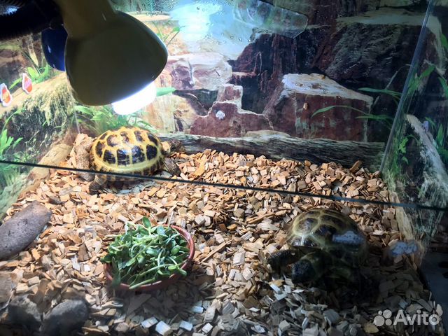 Черепахи сухопутные