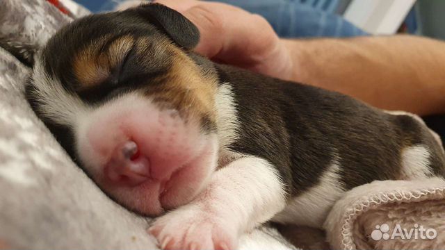 Щенки бигль москва