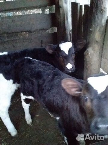 Бычки и телята