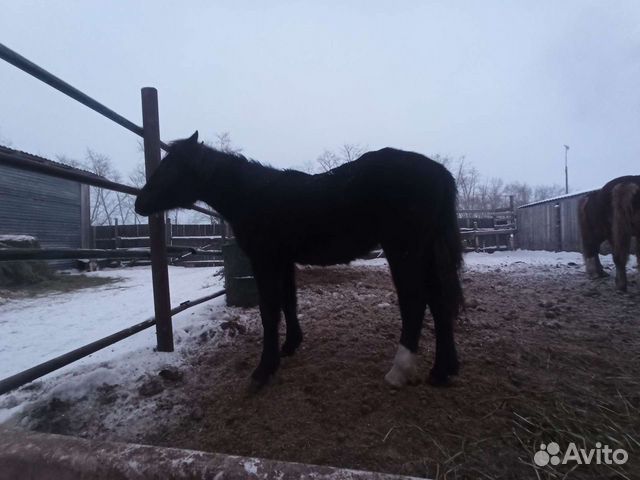 Продам двух жеребят