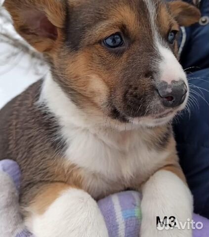 Щенки мальчики и девочки в дар будут по колено