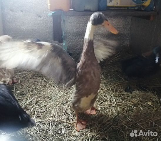 Утки индийский бегунок