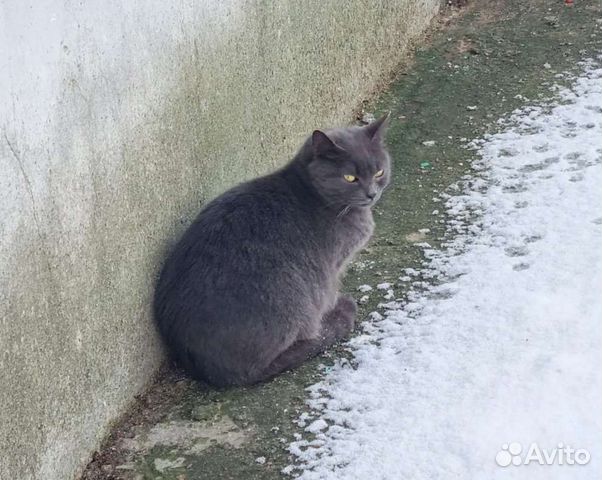 Замерзает красавица-кошка