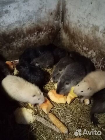 Нутрии на племя