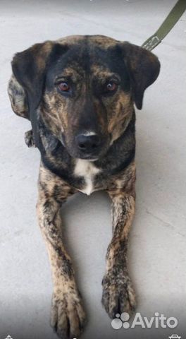 Собака Герда