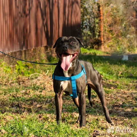 Черная апбт ищет дом