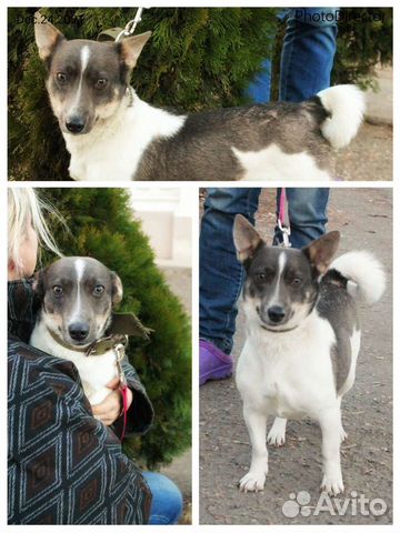 Серая Мышка 9 кг, 2 года