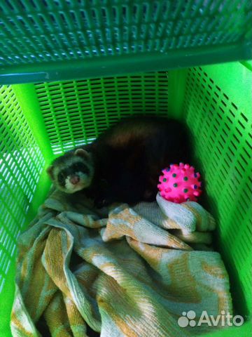 Продам хорька