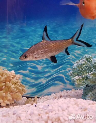 Акулий Бала