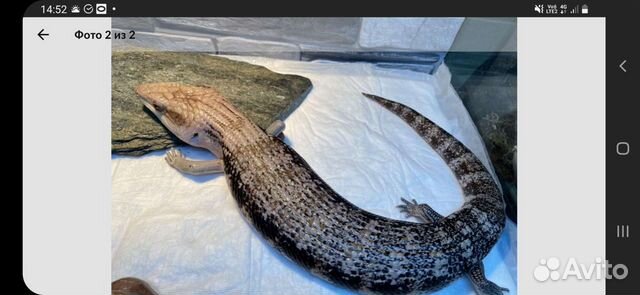 Синеязыкий сцинк