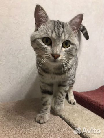 Кот молодой бесплатно