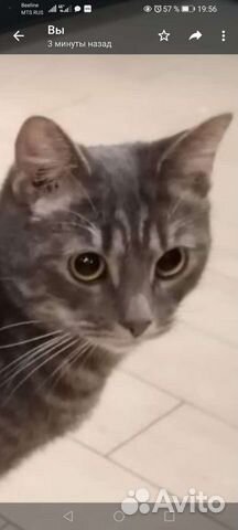 Серебристый тигр