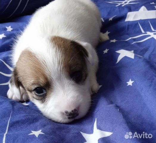 Джек Рассел терьер. Новогодние чудо