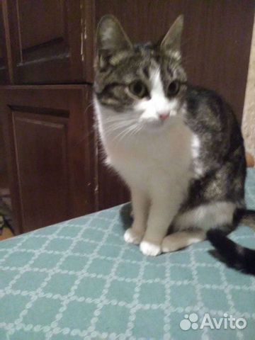 Кошки