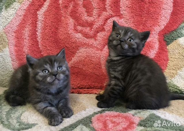 Котики