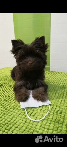 Йоркширский терьер