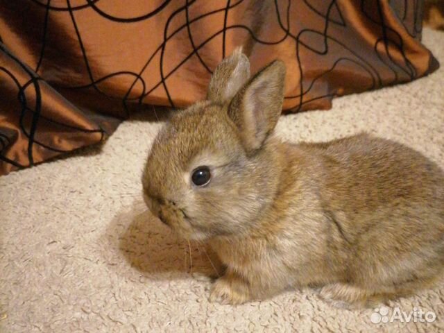 Декоративные крольчата