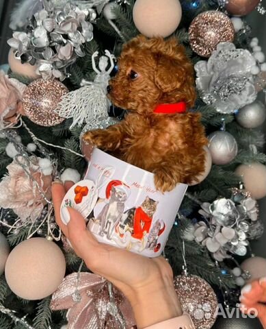 Мальчик красавчик мальтипу