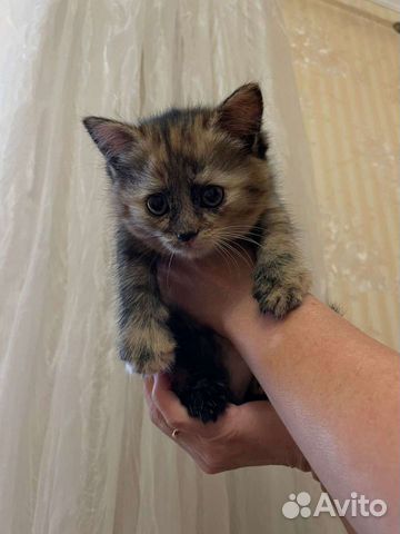 Котёнок