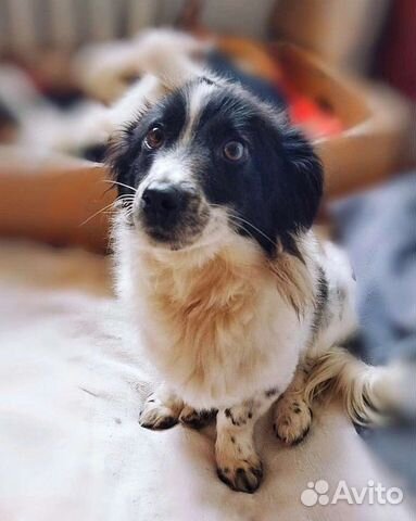 Маленькая собака