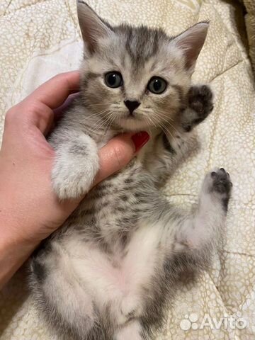 Британская кошка