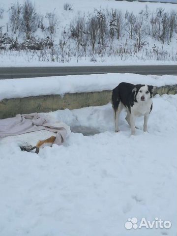 Успеть спасти собаку