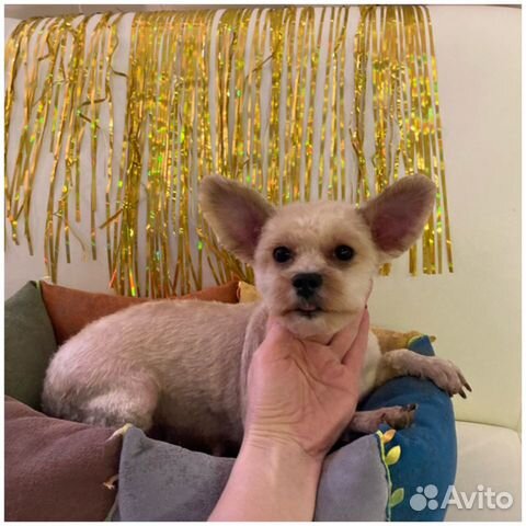 Золотая взрослая девочка йорка