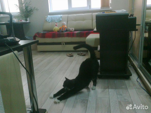 Отдам кота в добрые руки