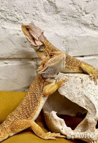 Бородатая агама