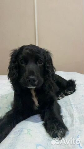 Русский спаниель 4 месяца продам 2000