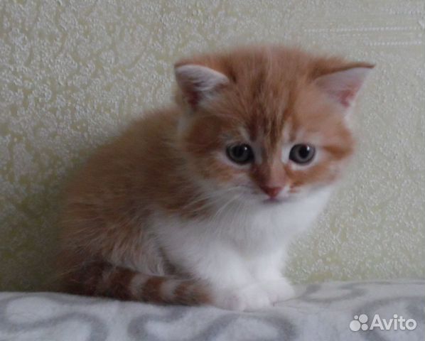 Котенок метис 1 месяц