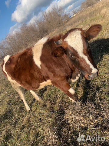 Телки стельные