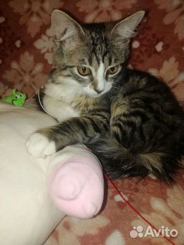 Котик Симба