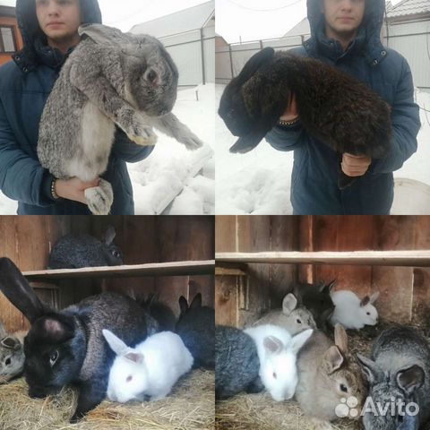 Кролики(гибрид мясных пород)
