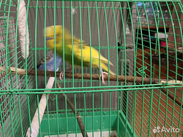 Волнистый попугай