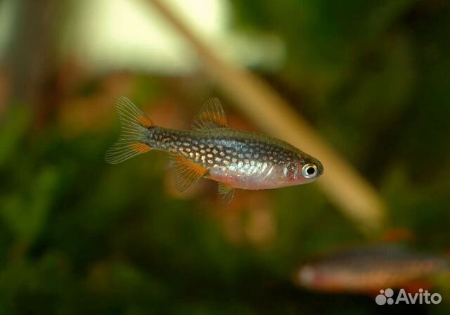 Микрорасбора Галактика (Danio margaritatus)