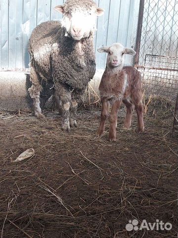Овца с ягнёнка